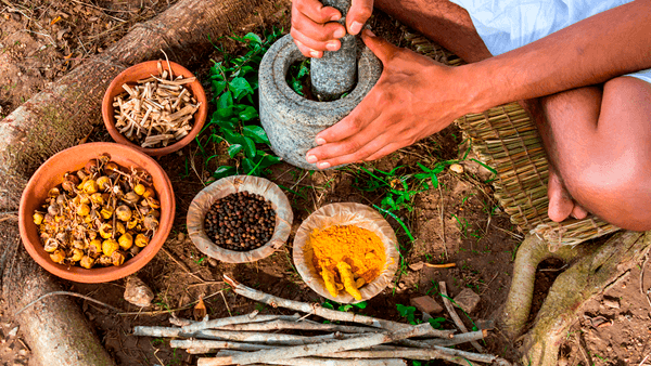 Medicina Y Herbolaria Maya Para Principiantes | Tours In Puerto Morelos
